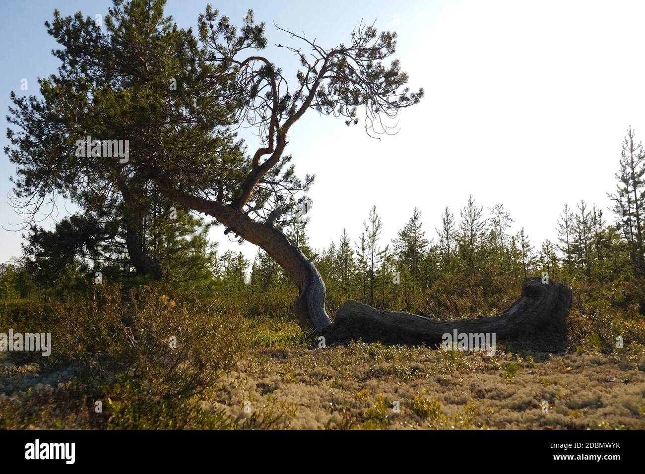Fallen but surviving pine in the taiga. It's lying on the ground Stock ...