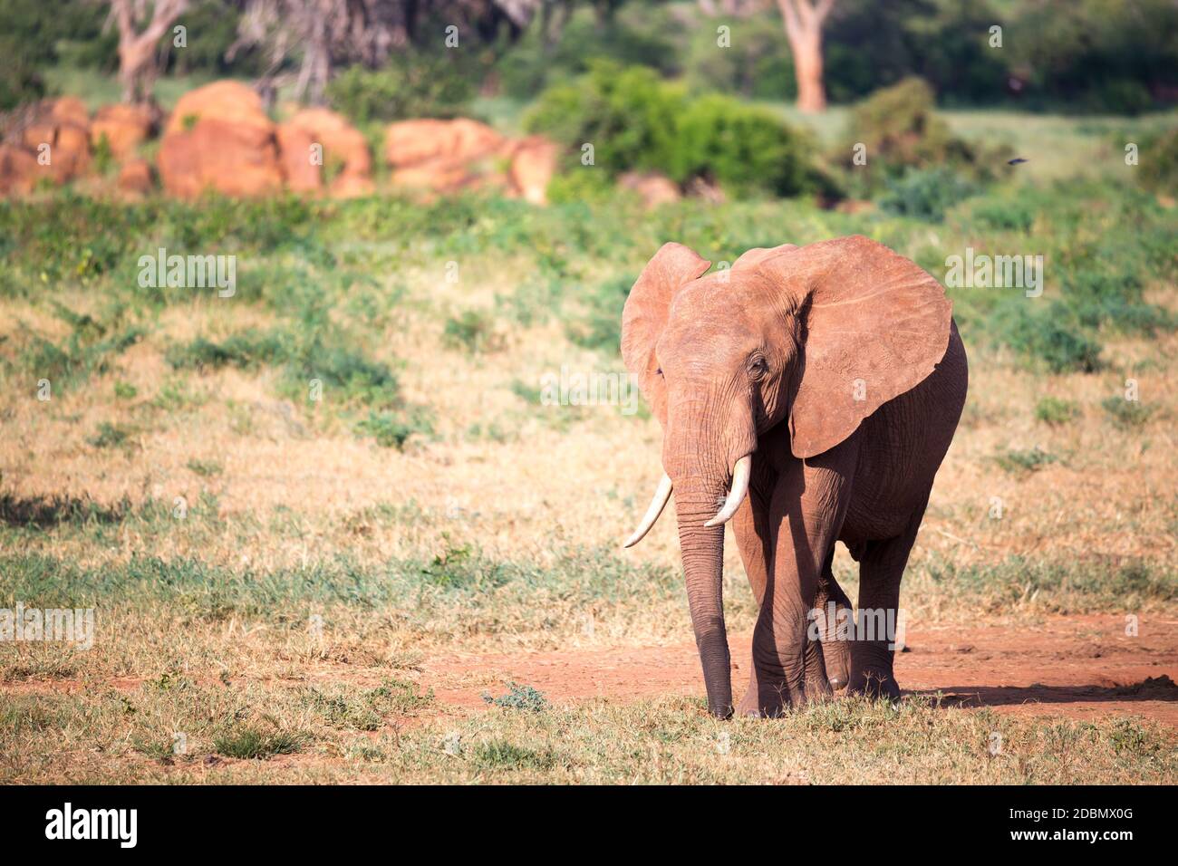 One big red elephant walks through the savannah between many plants ...