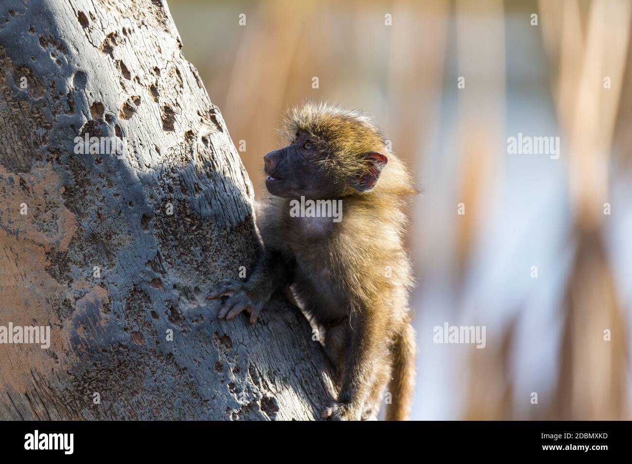 The little monkey is playing on a tree branch Stock Photo - Alamy