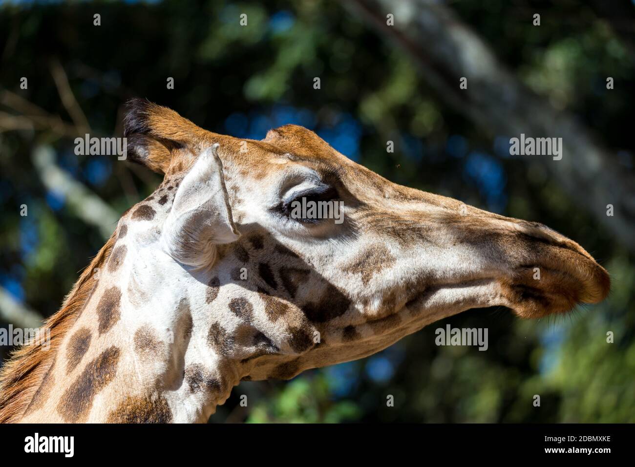 A close-up of one giraffe's head Stock Photo - Alamy