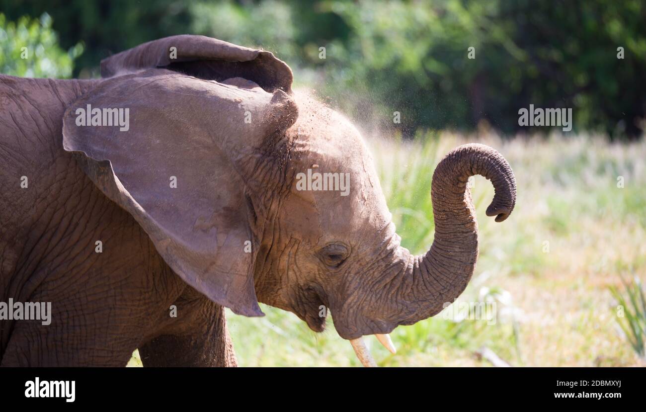 Elephant skin wallpaper hi-res stock photography and images - Alamy