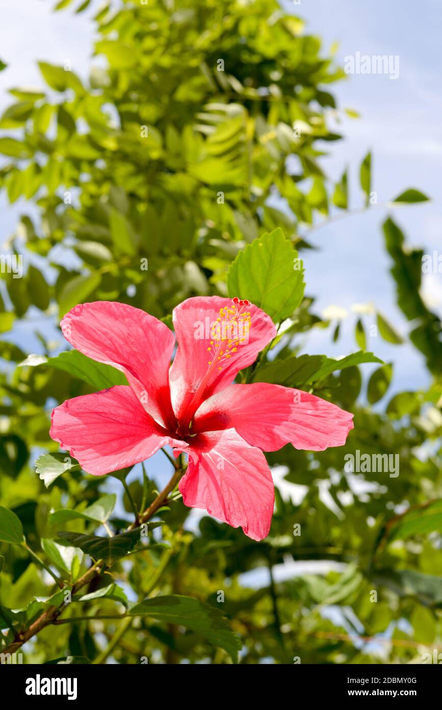 Philippine red wild flower on the mindoro island Stock Photo - Alamy