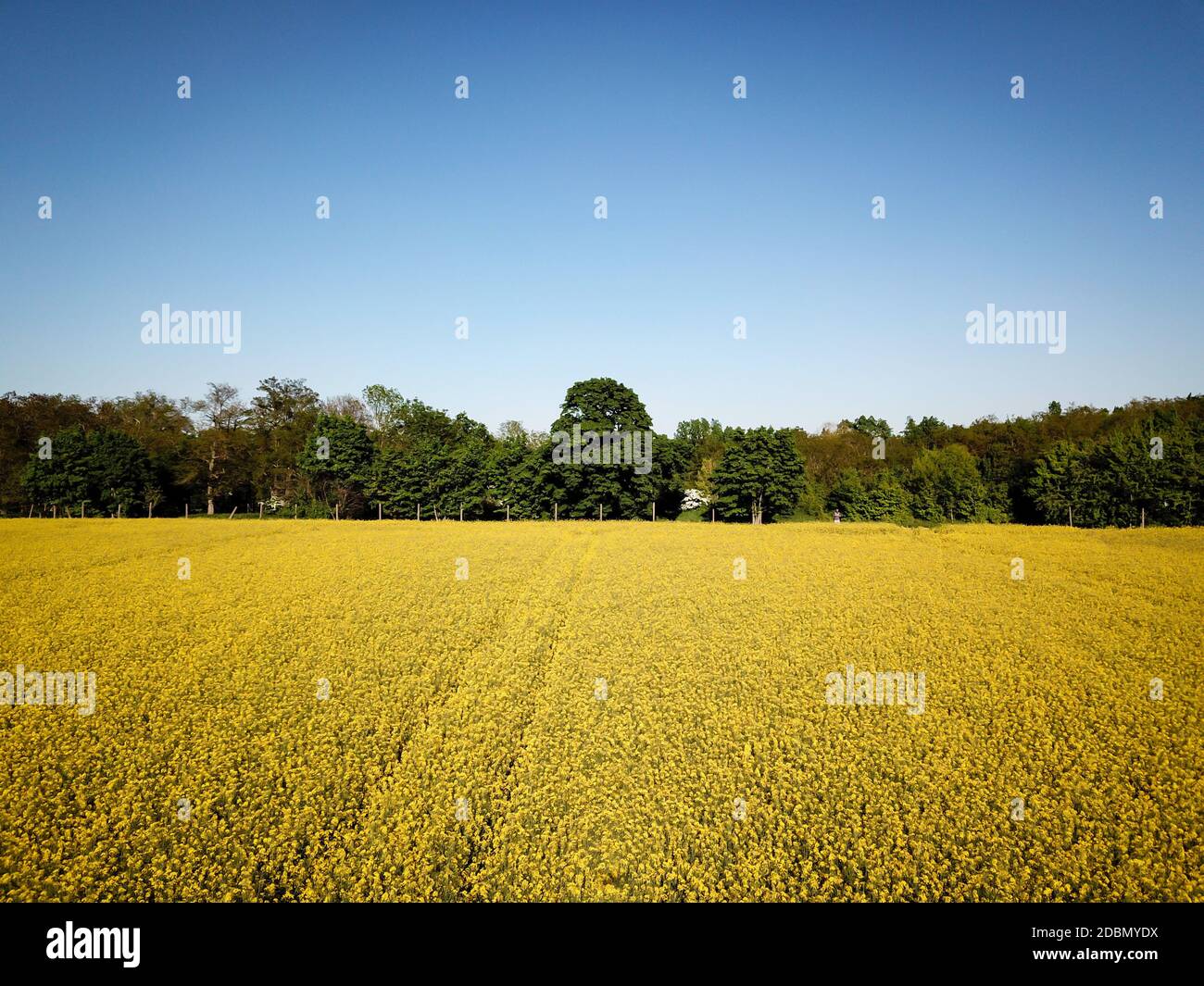 Field in bloom brassica hi-res stock photography and images - Alamy