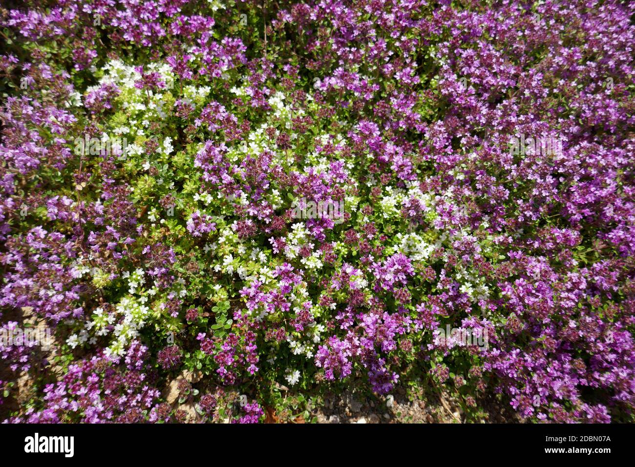 Thymus lamiaceae hi-res stock photography and images - Alamy