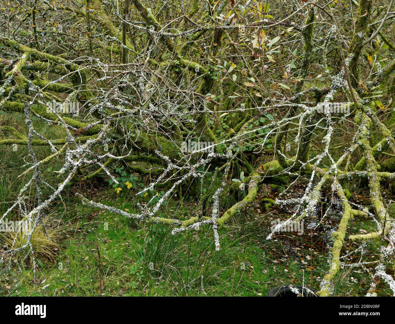 Helman tor, Bodmin,, Lanlivery, The Saints Way passes through Helman ...