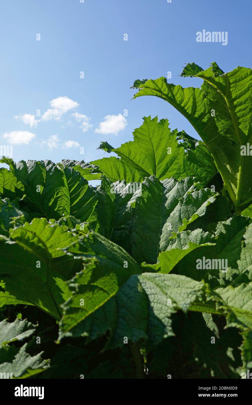 Gunnera manicata hi-res stock photography and images - Alamy
