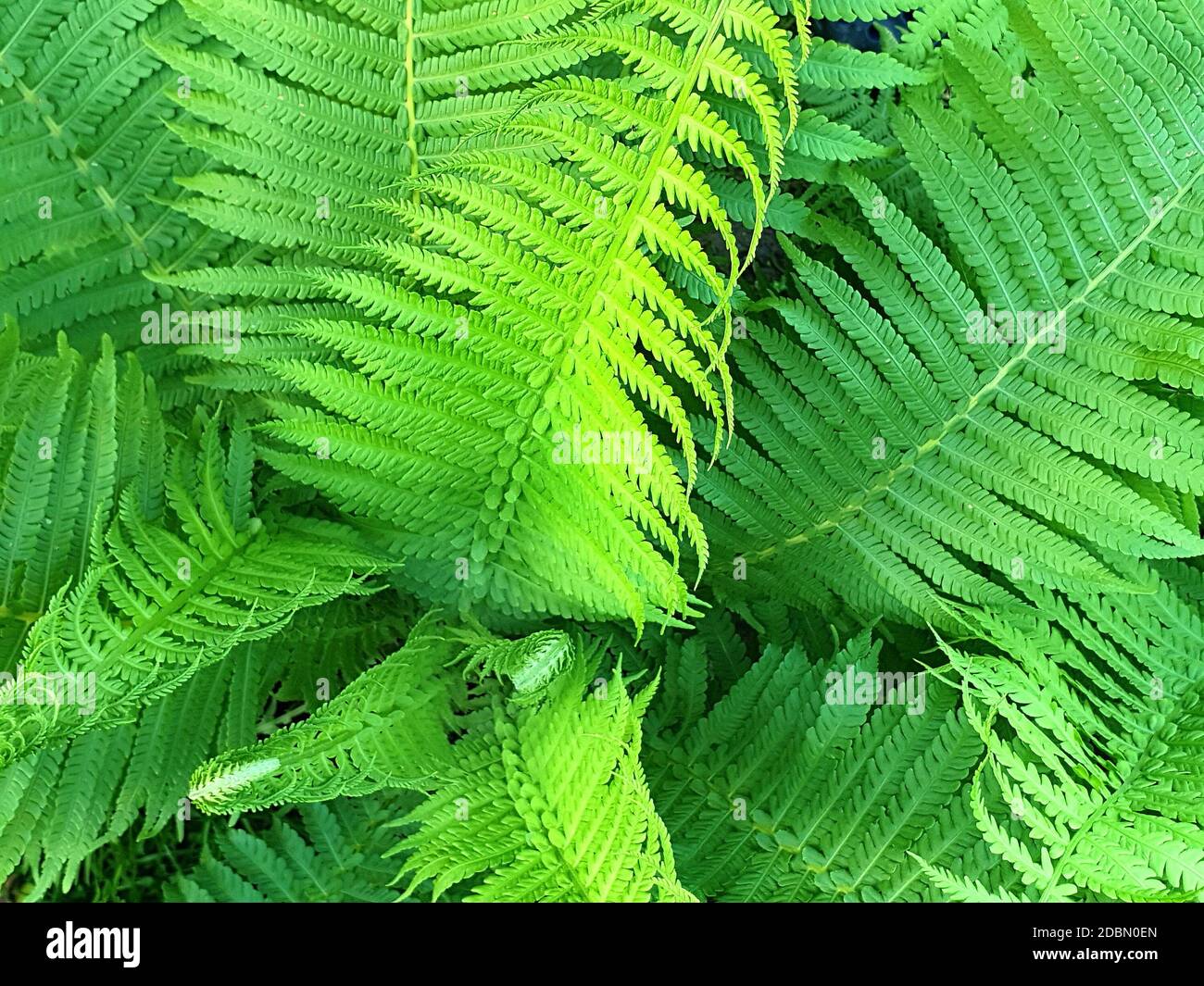 Full frame background with green fern growth leaves Stock Photo - Alamy