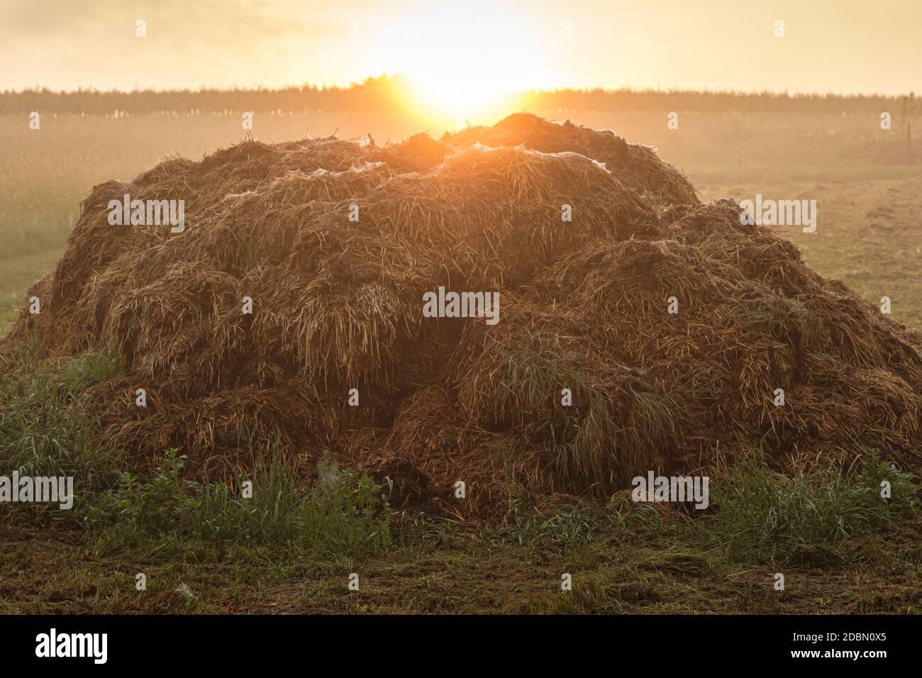 Dunghill in morning sun back lit Stock Photo - Alamy