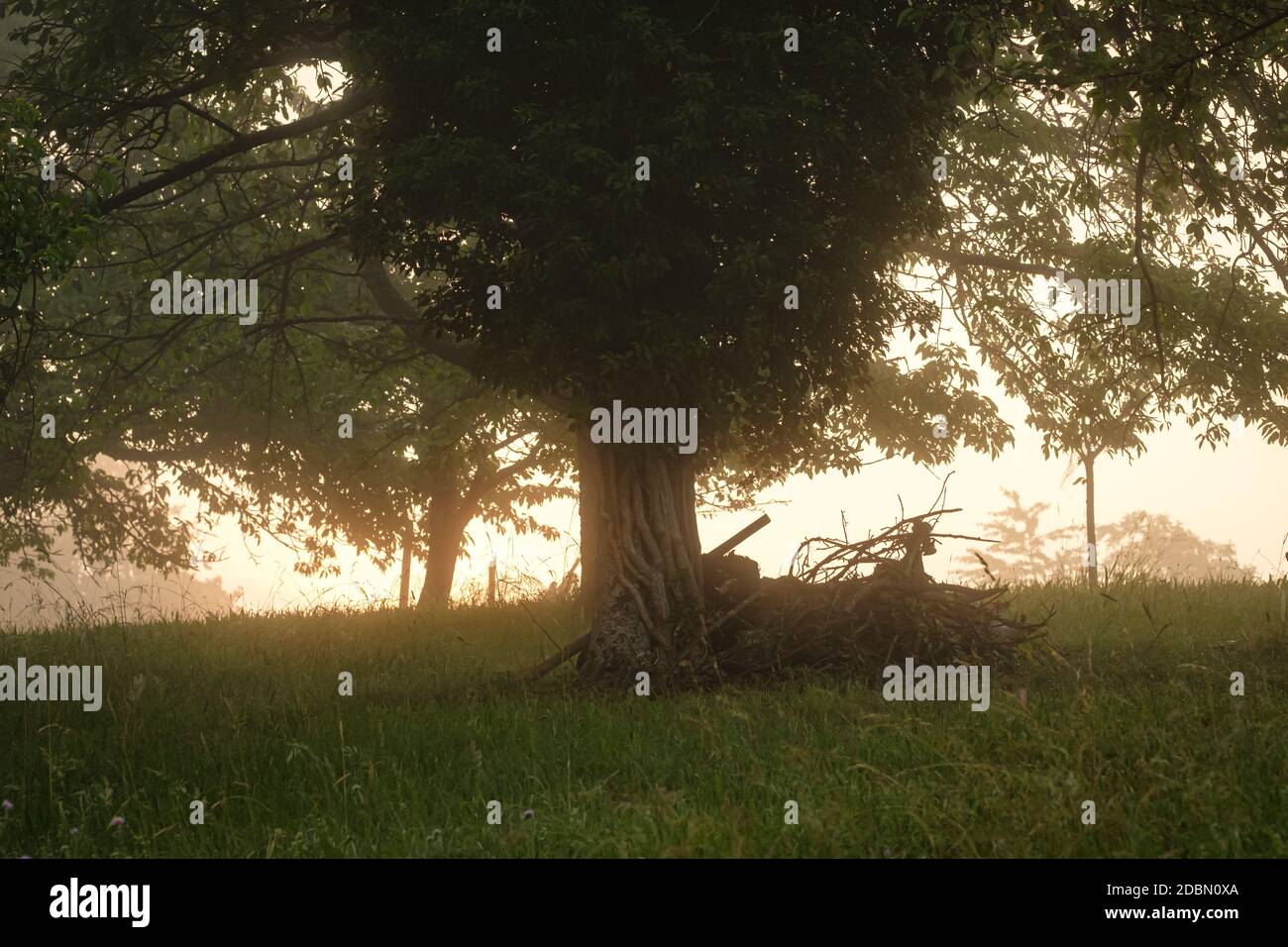 Tree and meadow in dawn with mist Stock Photo - Alamy