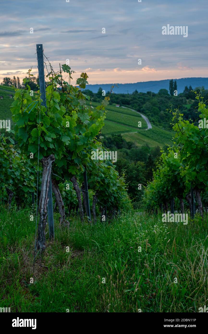Vines in vineyard with clouds in the sky scenery Stock Photo - Alamy