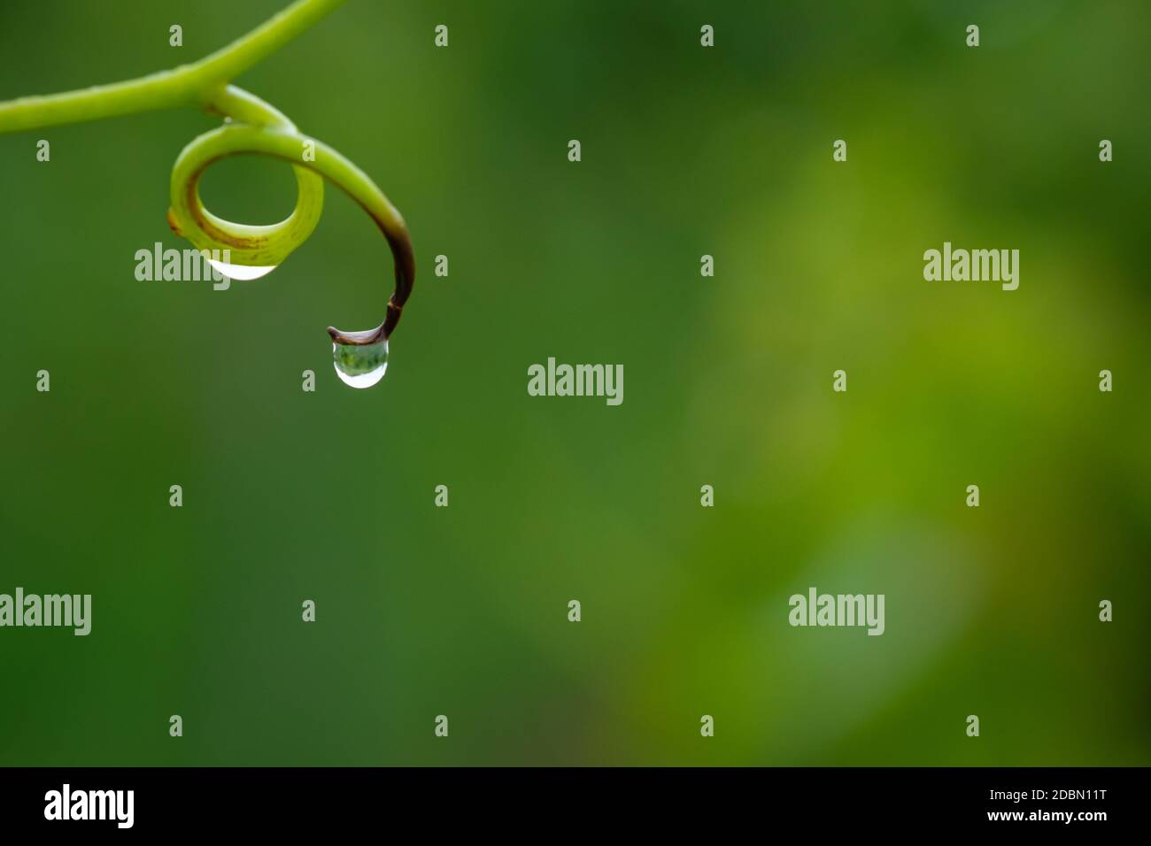 Vine tendril with water drop closeup Stock Photo - Alamy