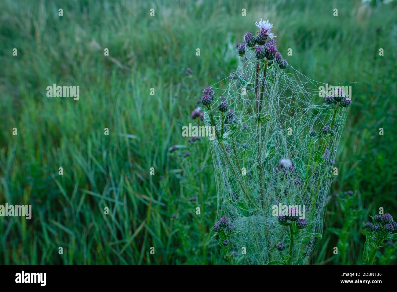 Spider in a web in backlight hi-res stock photography and images - Alamy