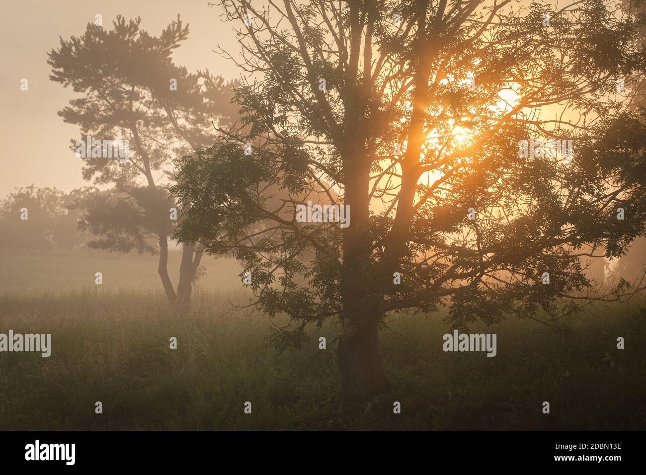 Trees on meadow in morning sun and mist scenery Stock Photo - Alamy