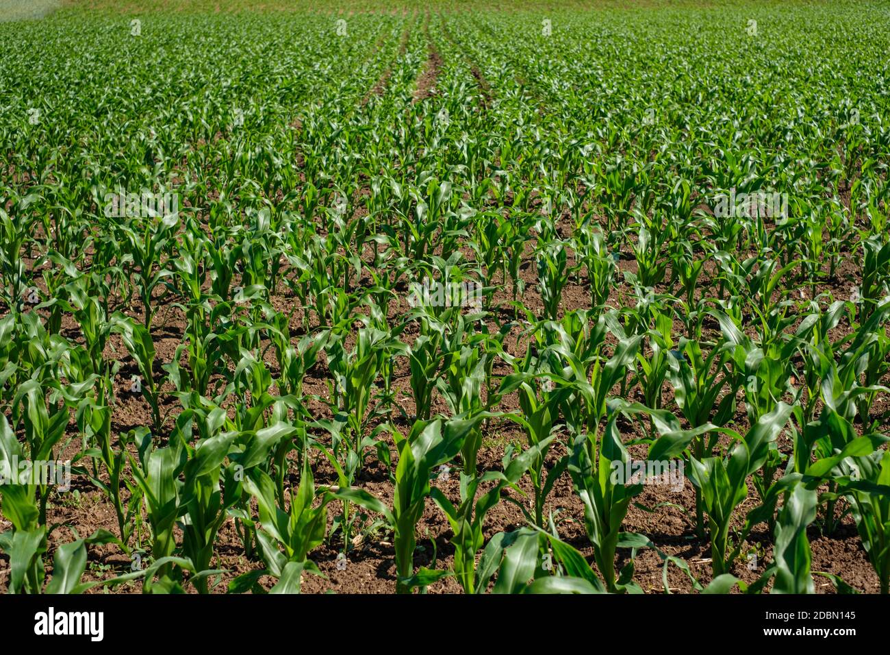 Green young cornfield agriculture Stock Photo - Alamy