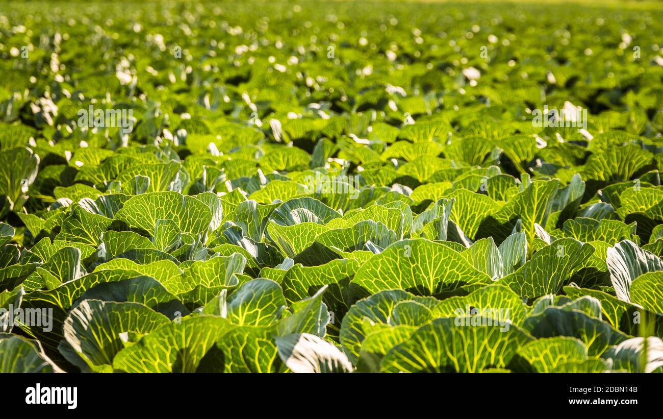 Crops of cabbage on a field in Austria summer Stock Photo - Alamy