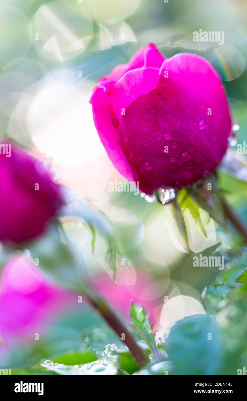 The photo shows a rose bush in the sun Stock Photo - Alamy