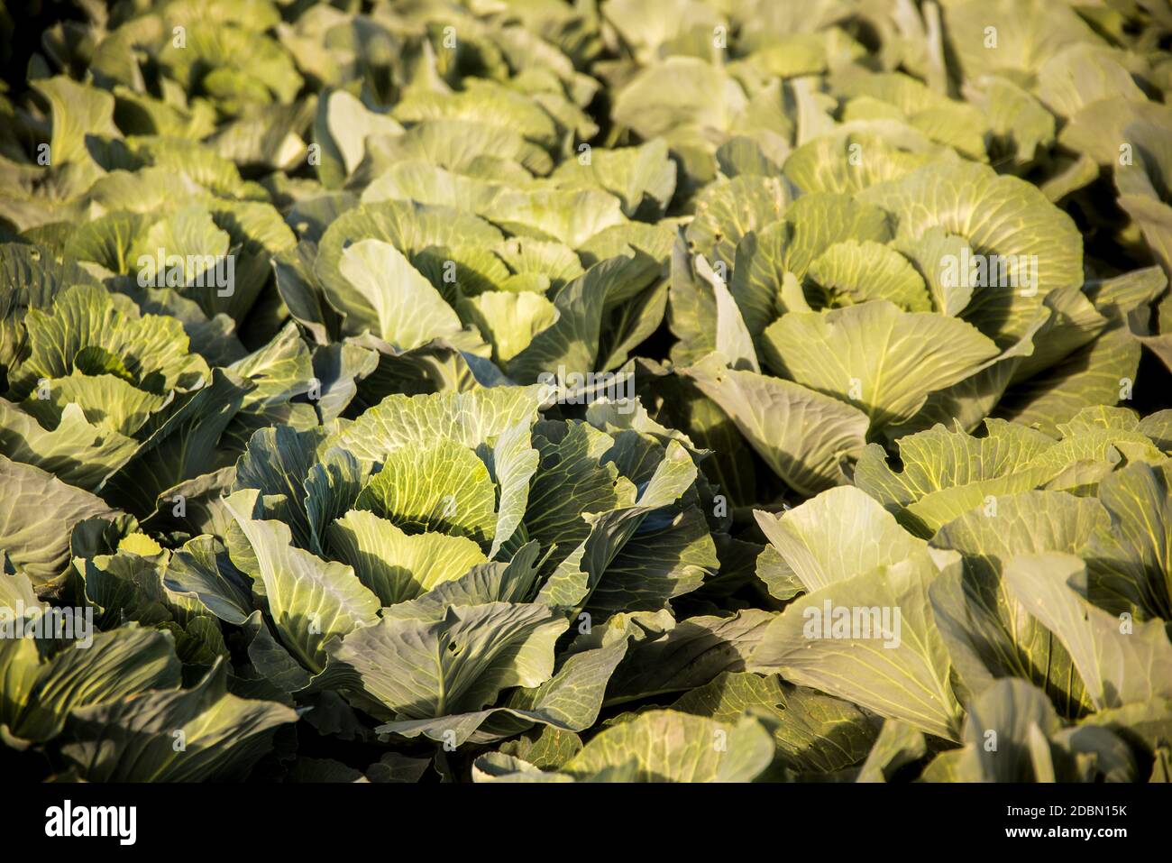 Crops of cabbage on a field in Austria summer Stock Photo - Alamy