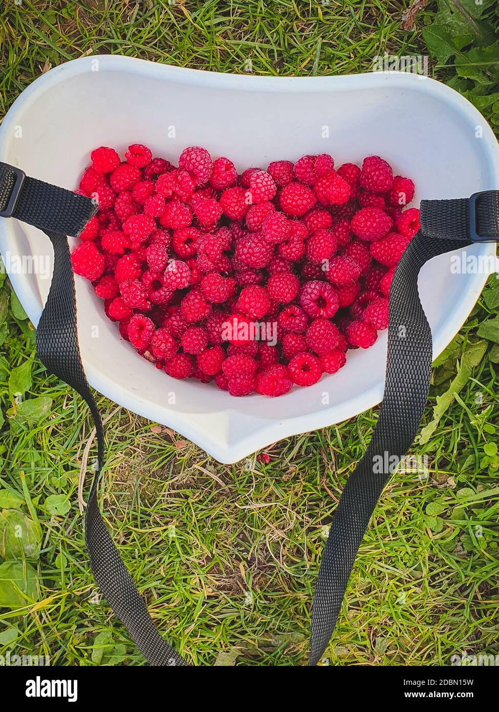 Top view of raw raspberry in plastic berry picking container. Farm ...