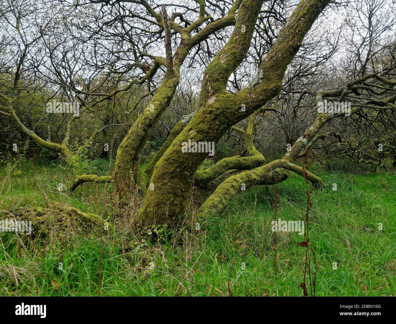 Lower gurtla farm red moor memorial nature reserve hi-res stock ...