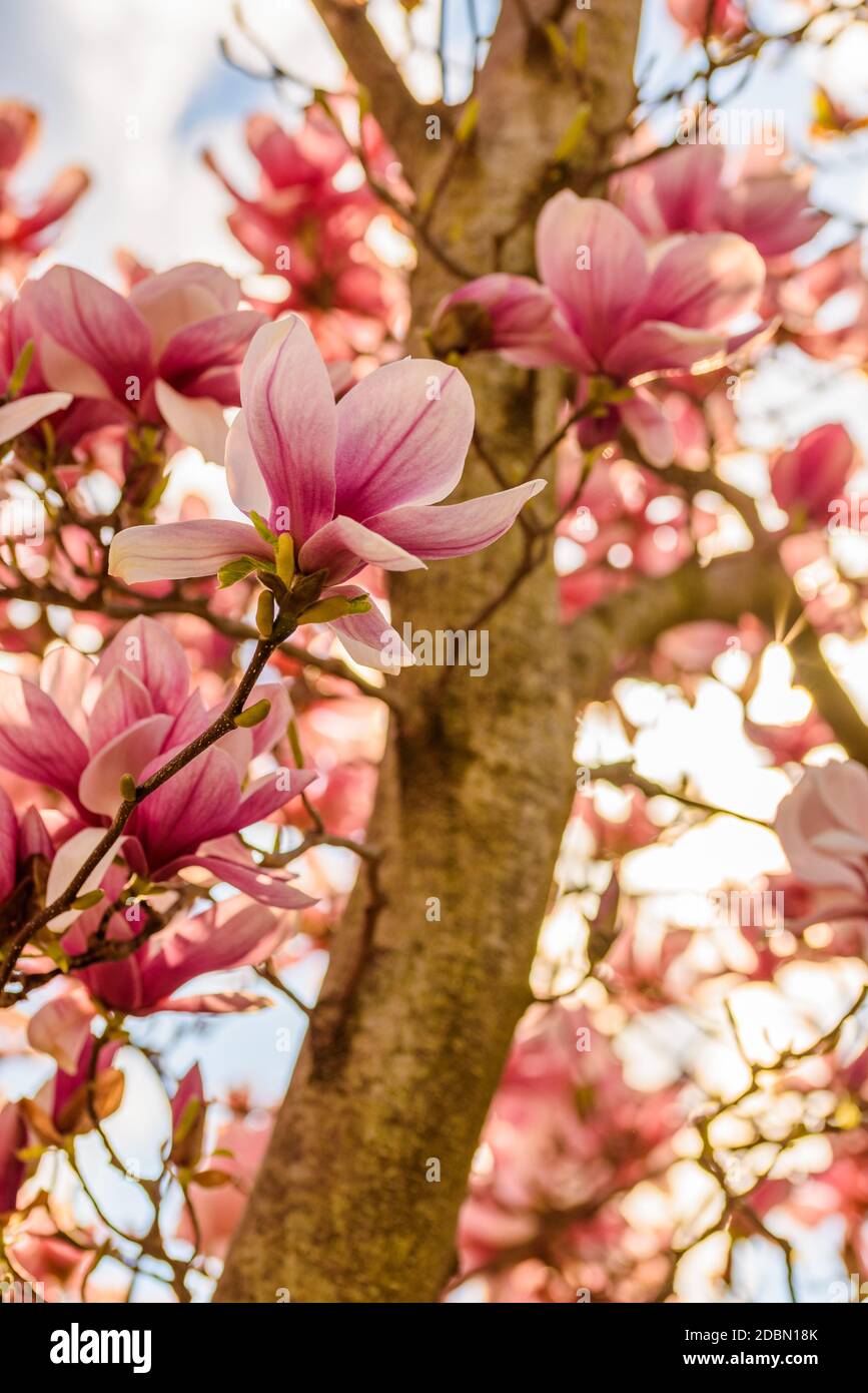 Pink Chinese magnolia flower tree Stock Photo - Alamy