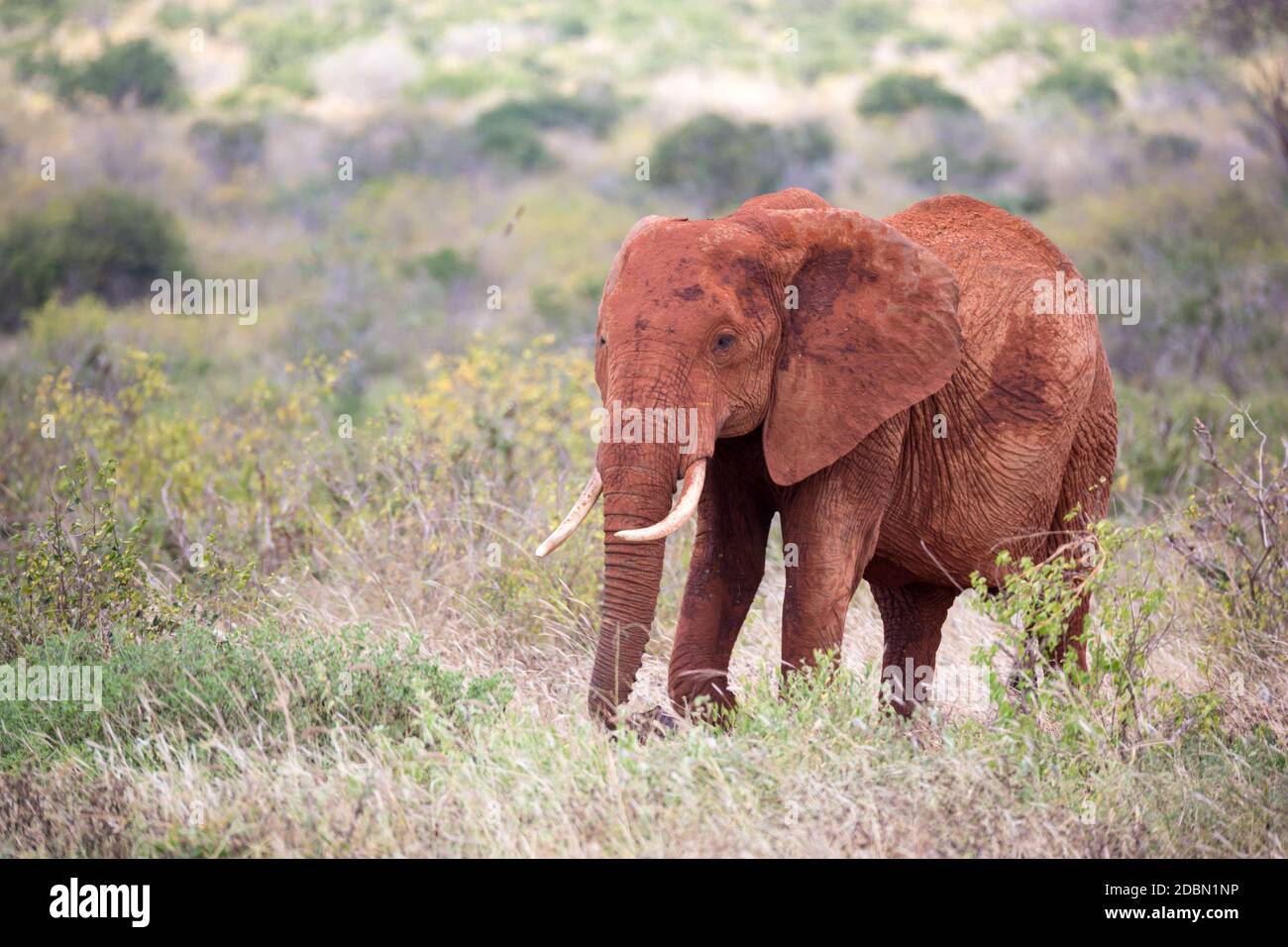 The red elephant walks among the palm trees and trees Stock Photo - Alamy