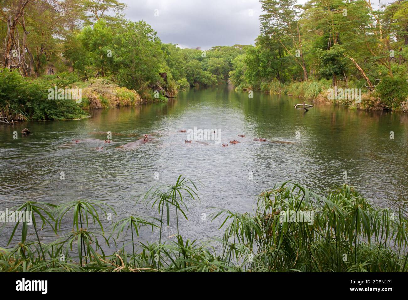 Hippos in the Mzima Springs in Kenya Stock Photo - Alamy