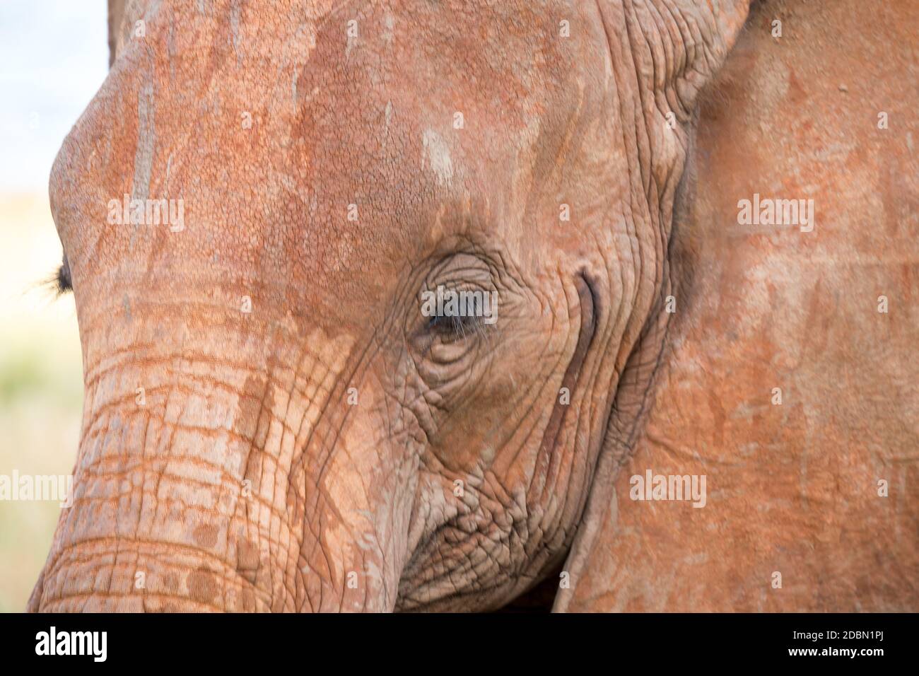 A face of a red elephant taken up close Stock Photo - Alamy
