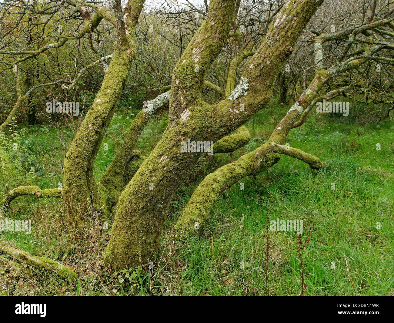 Lower gurtla farm red moor memorial nature reserve hi-res stock ...
