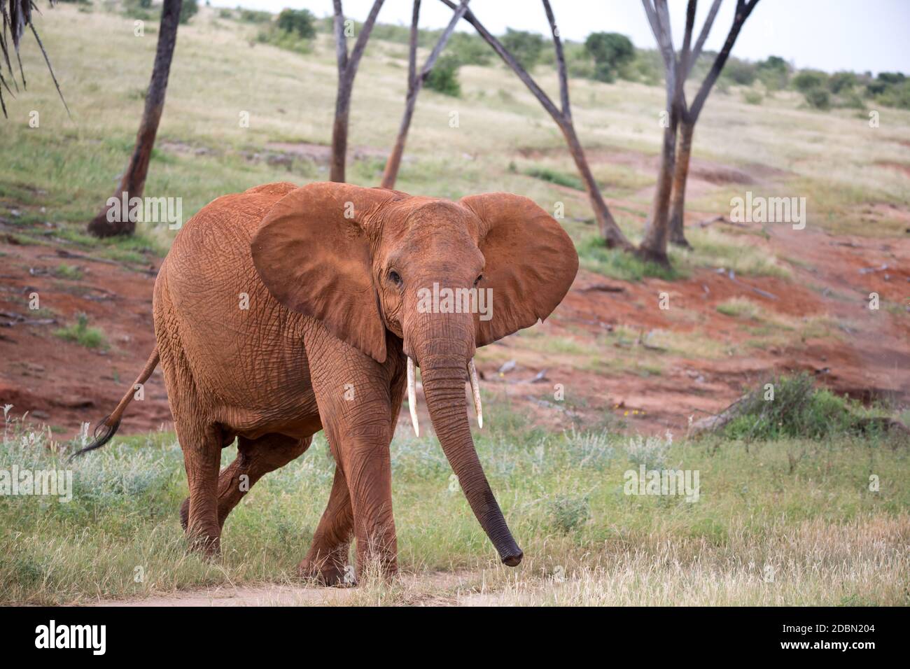 The red elephant walks among the palm trees and trees Stock Photo - Alamy