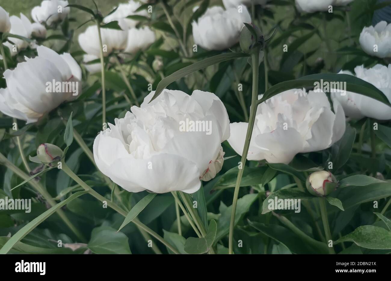 Beautiful large white peonies blooming in the garden among green leaves ...