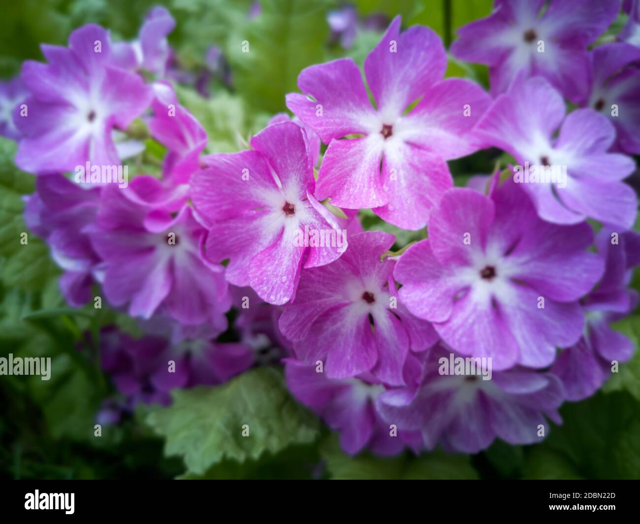 The pink flowers of a primrose shined with the sun, are photographed by ...