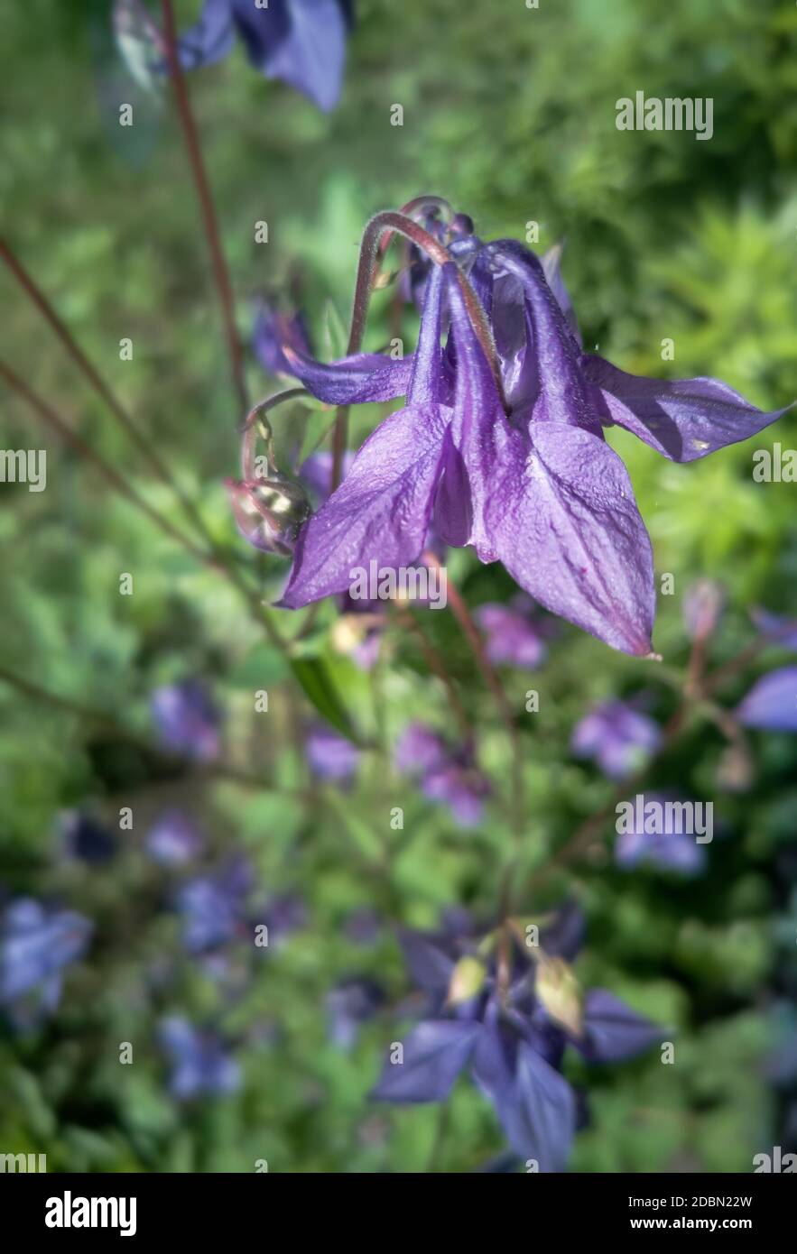 Flowers Aquilegia vulgaris, European Columbine, Columbine, family ...