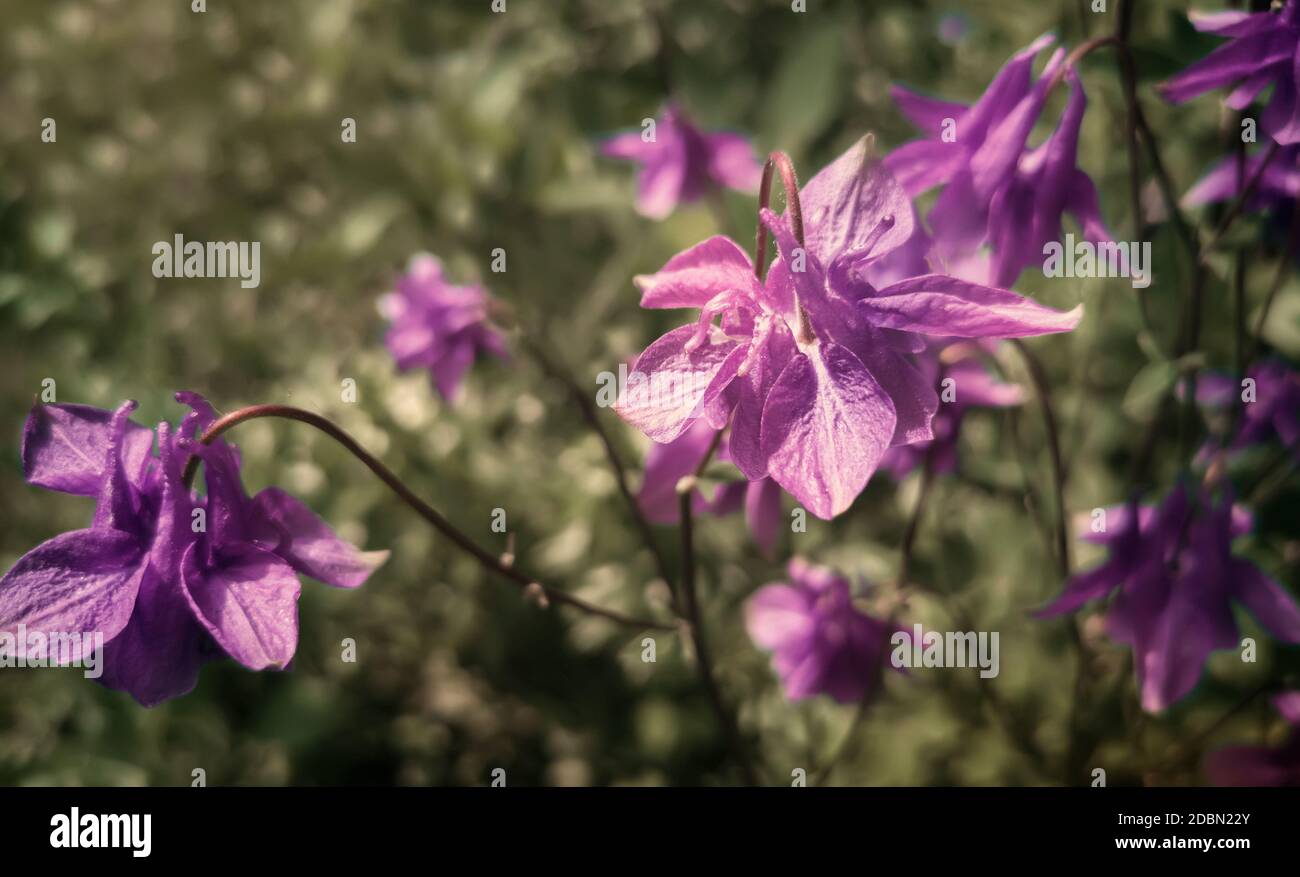 Flowers Aquilegia vulgaris, European Columbine, Columbine, family ...