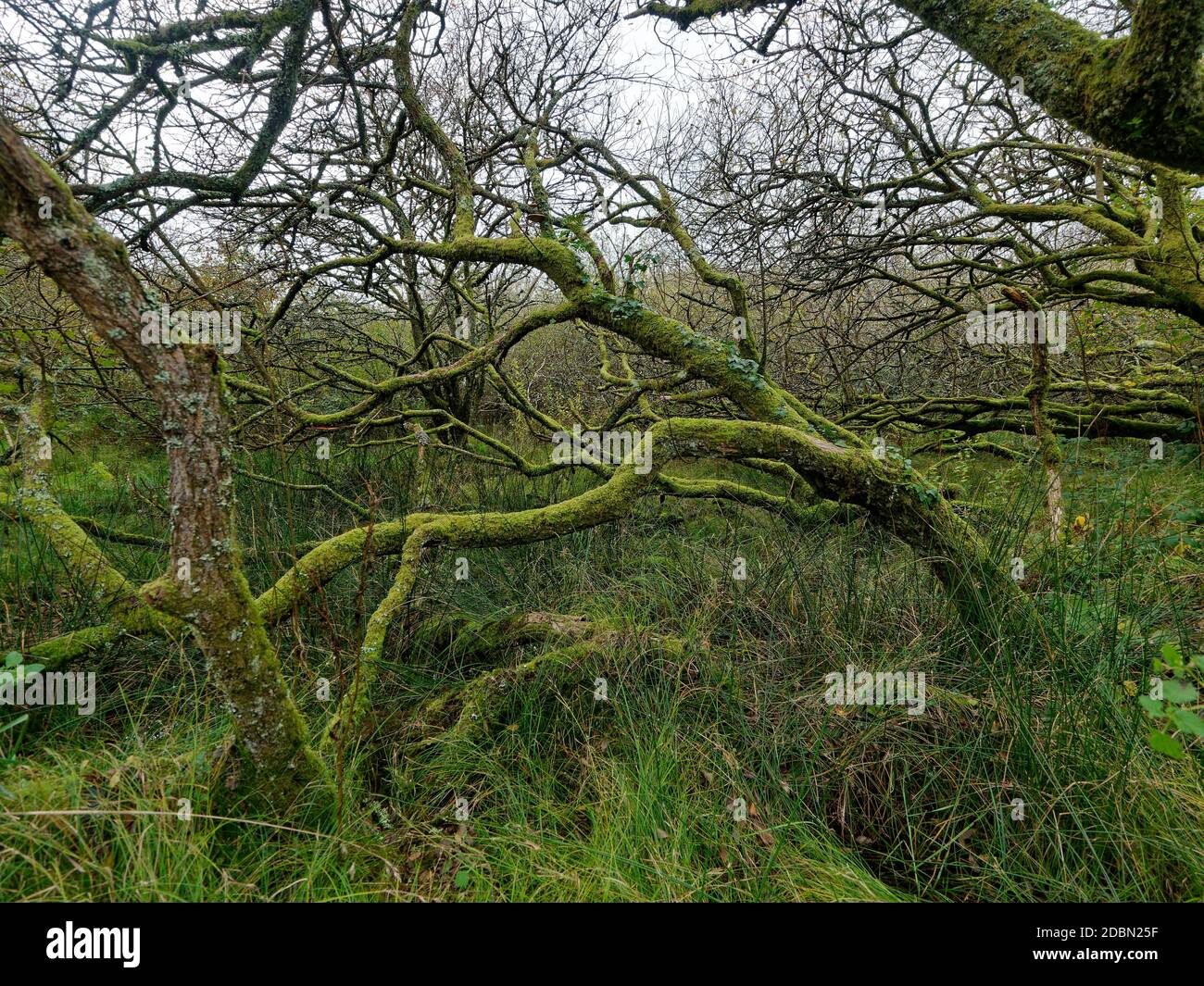 Lower gurtla farm red moor memorial nature reserve hi-res stock ...