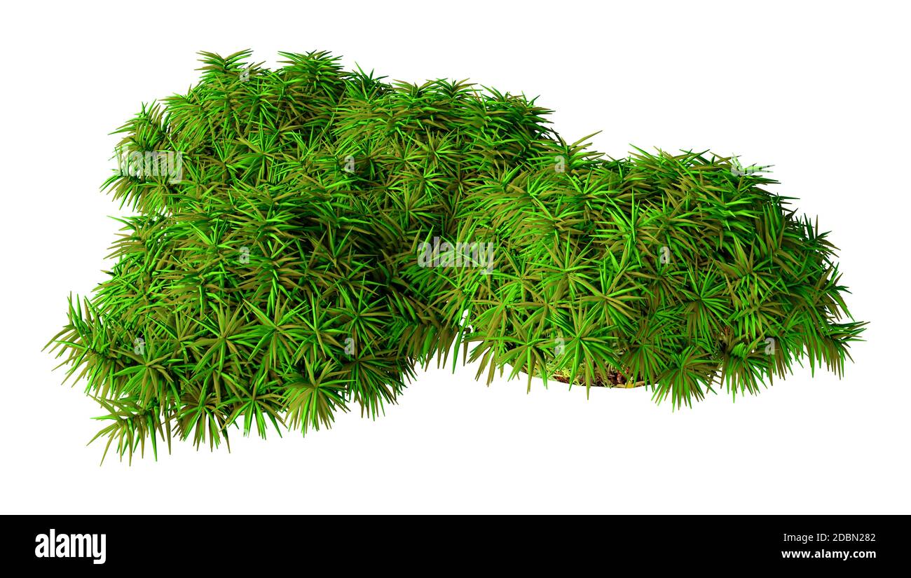 3D rendering of a green hummock moss isolated on white background Stock ...