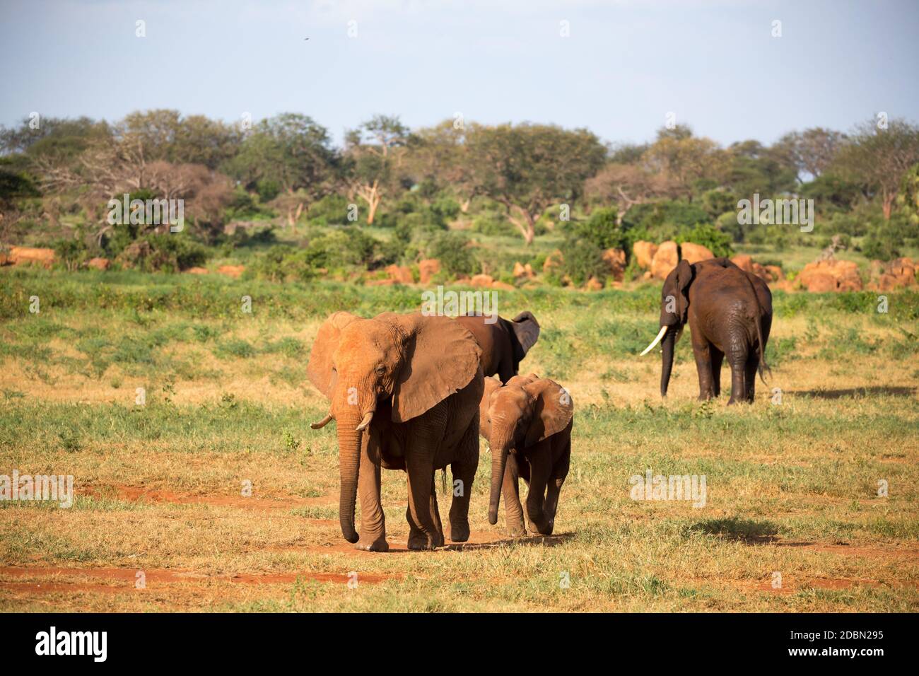 The large family of red elephants on their way through the Kenyan ...
