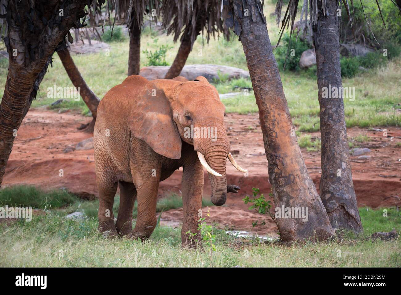 The red elephant walks among the palm trees and trees Stock Photo - Alamy