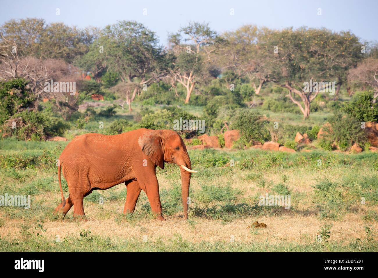 One big red elephant walks through the savannah between many plants ...