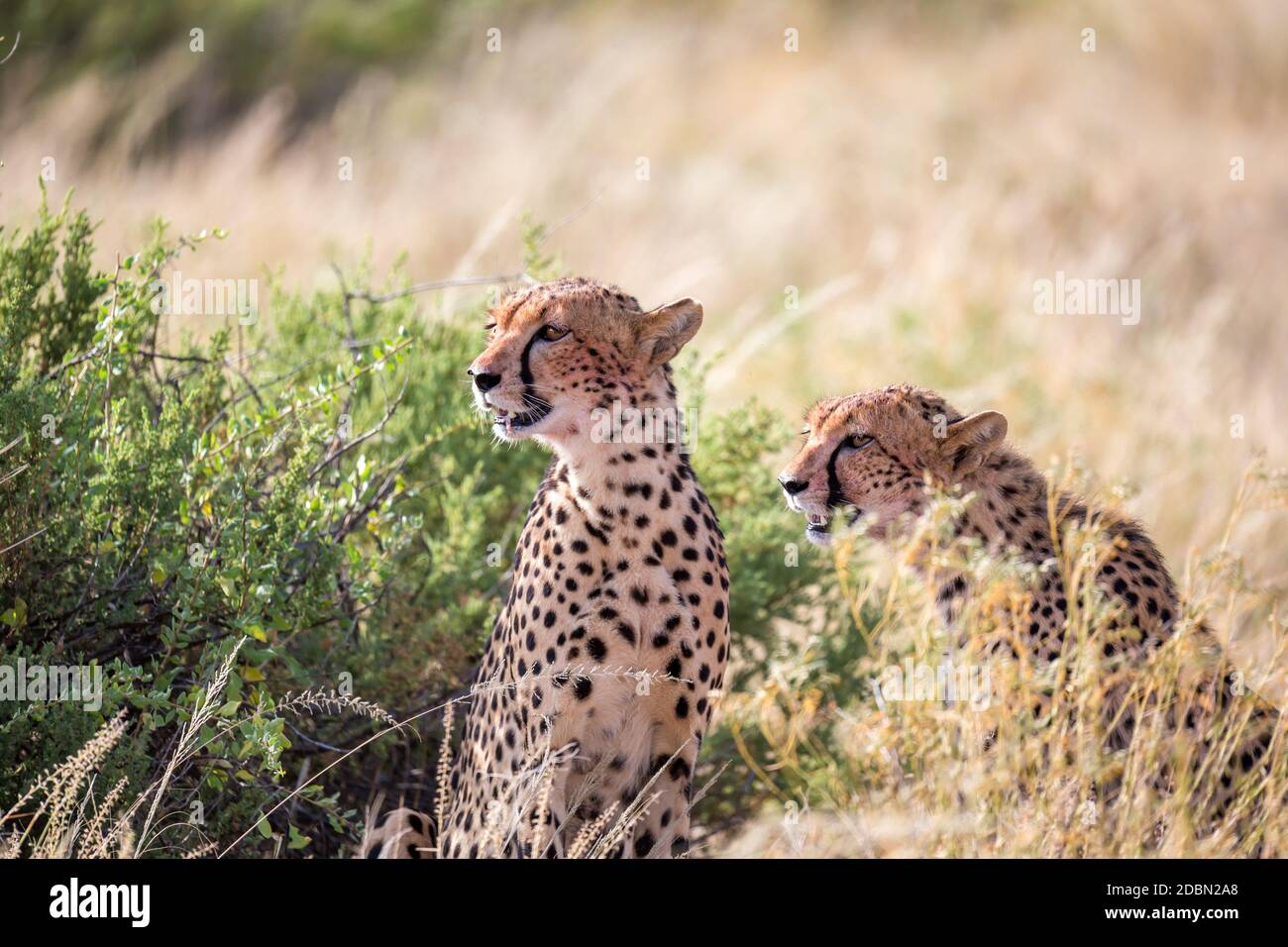 The cheetahs eating in the middle of the grass Stock Photo - Alamy