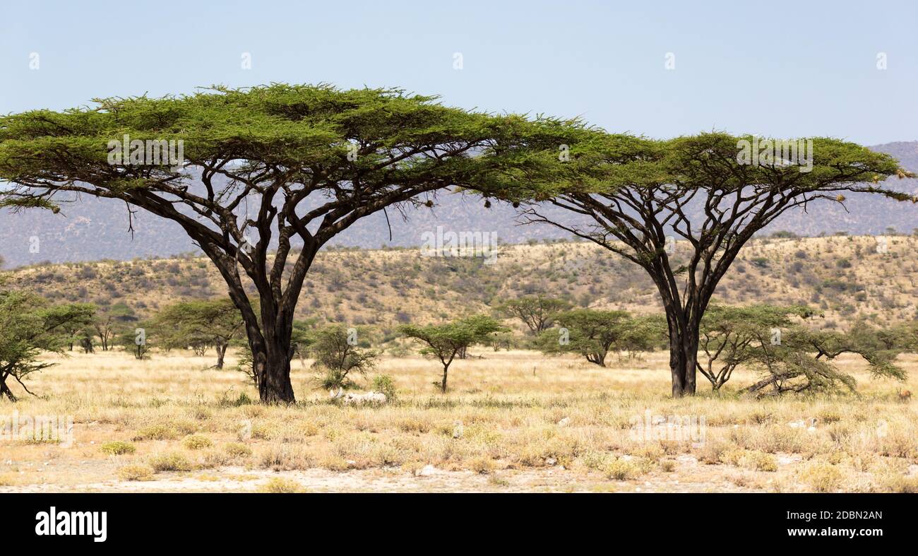 The sausage tree in the middle of the savannah Stock Photo - Alamy