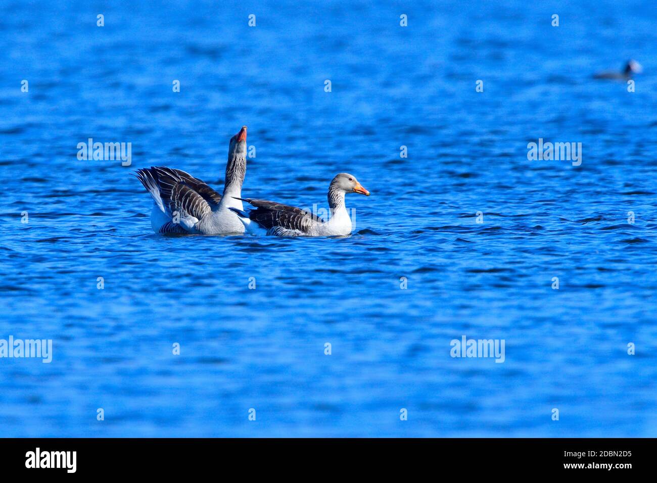 Greylag geese in spring in saxon Stock Photo - Alamy