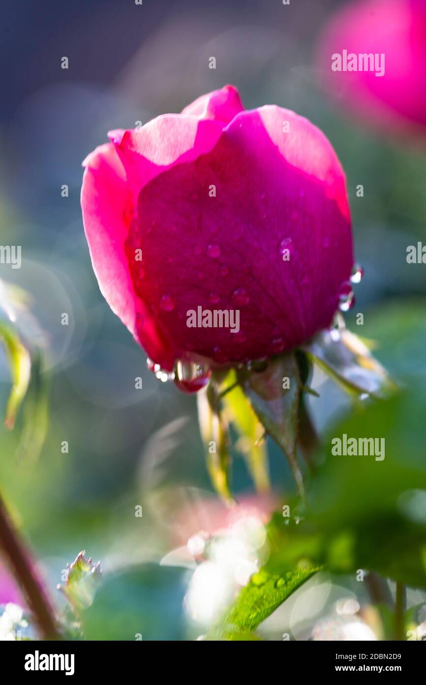 The photo shows a rose bush in the sun Stock Photo - Alamy