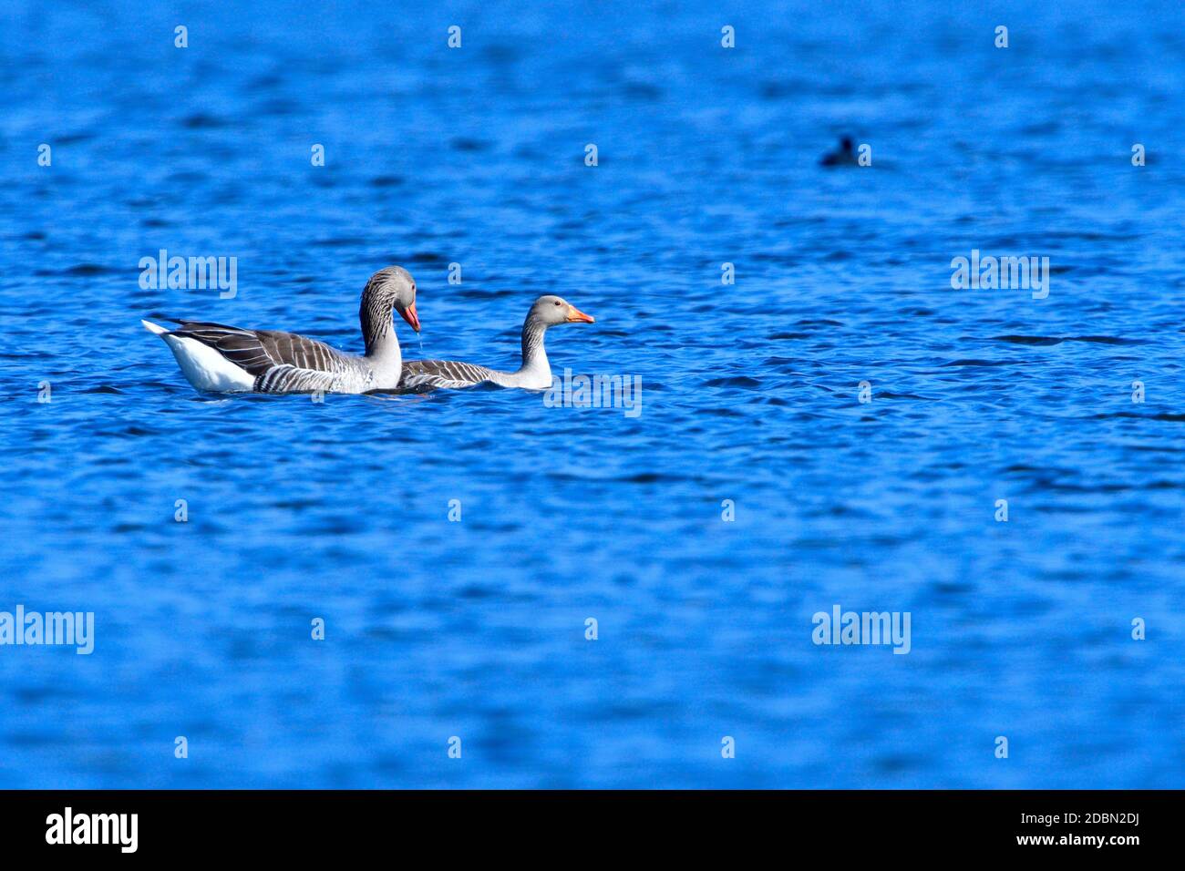 Grey geese in spring hi-res stock photography and images - Alamy