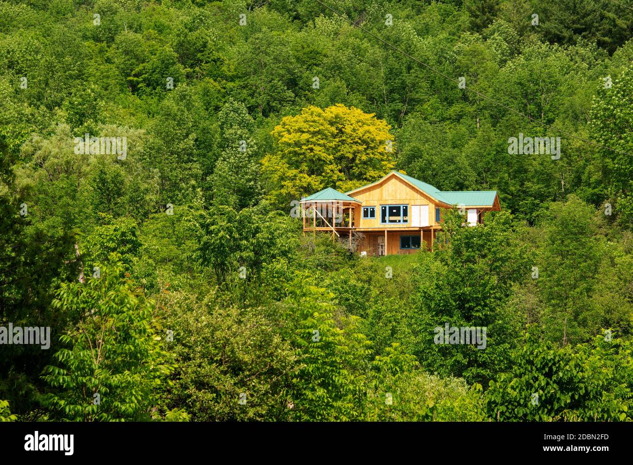 Wooden house under construction in a forest surrounded by deciduous ...