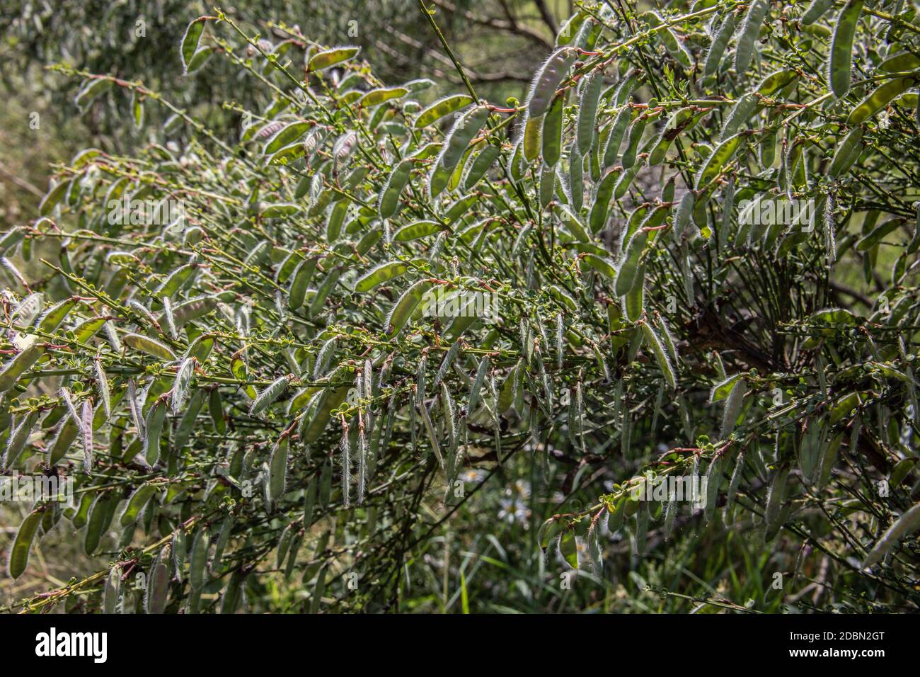 Gorse bush along the way with pods filled with seeds Stock Photo - Alamy