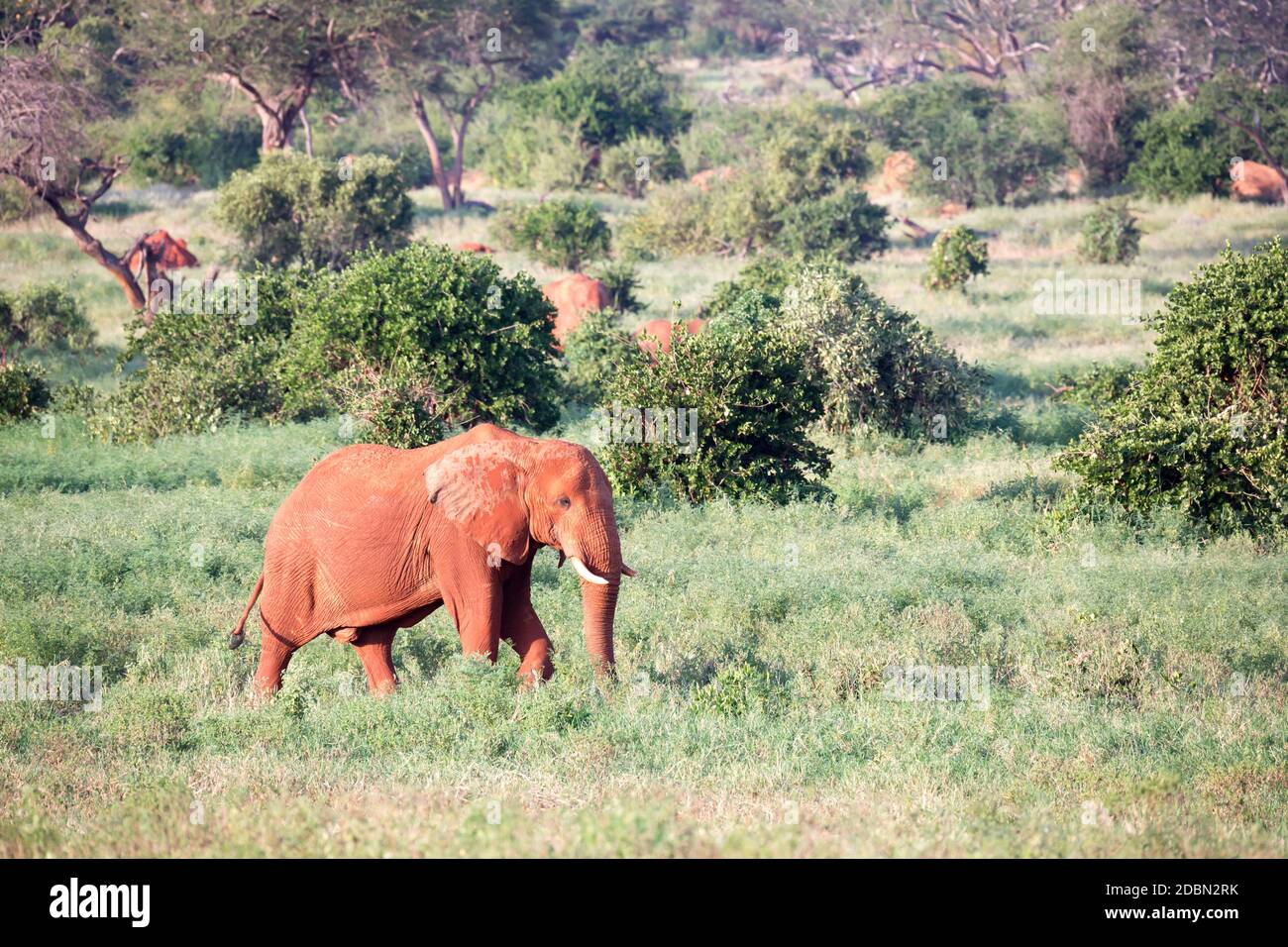One big red elephant walks through the savannah between many plants ...