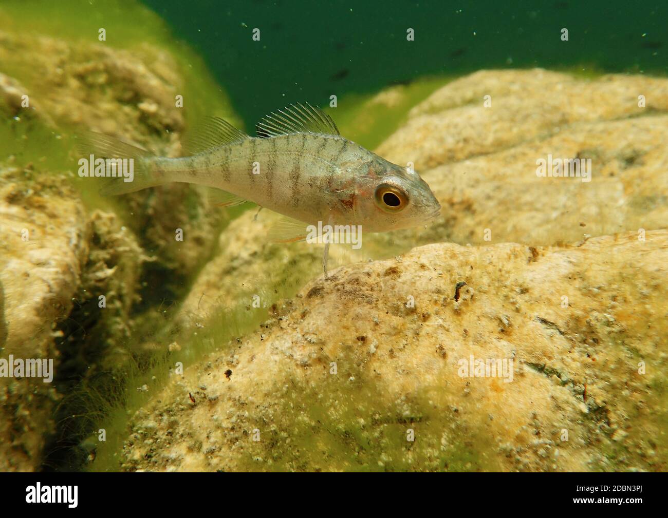 Underwater shot of a stickleback fish in a natural lake in Austria ...