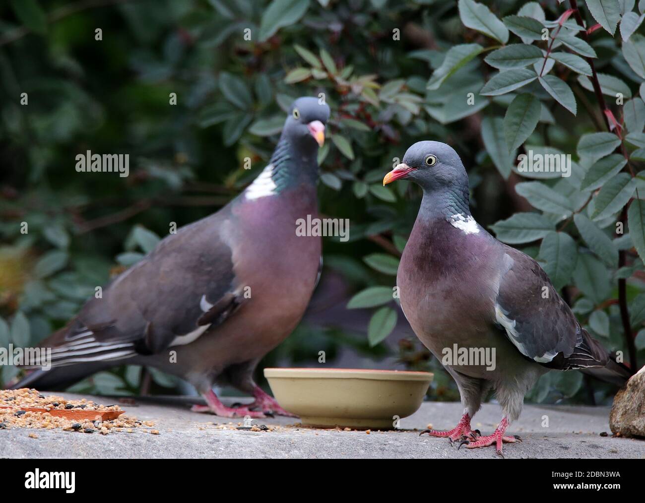 Ringed pigeons Columba palumbus as guests in the garden Stock Photo - Alamy