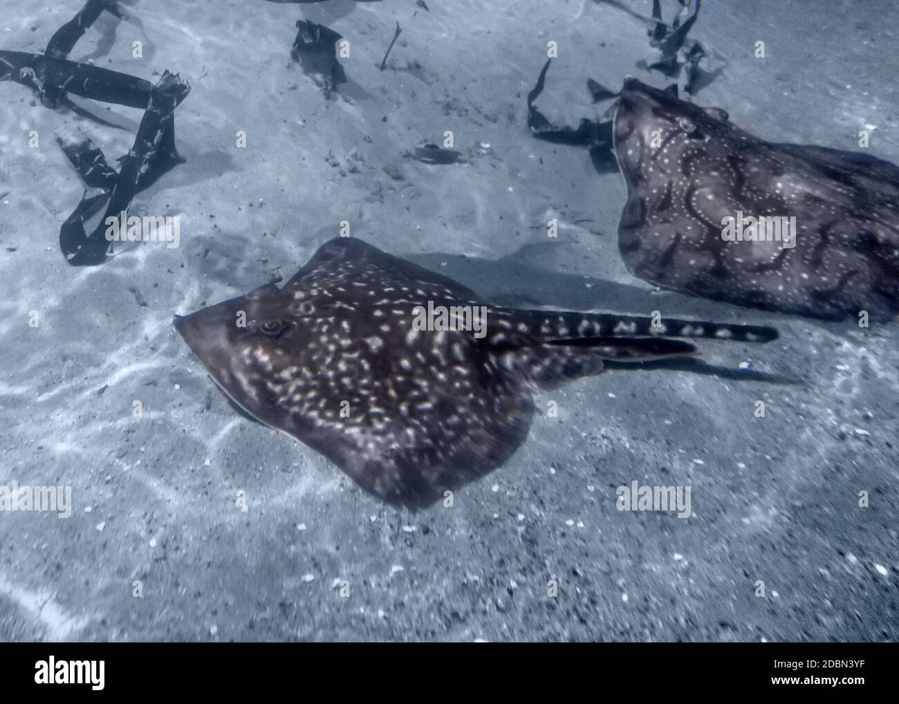 underwater scenery showing some ray fishes in natural ambiance Stock ...