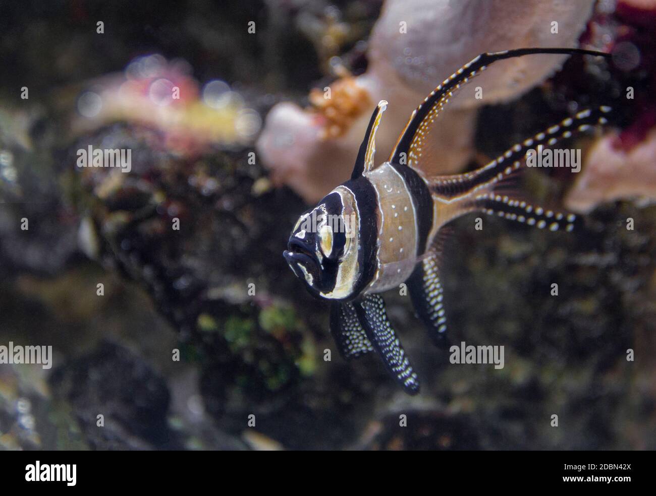underwater scenery showing a Cardinalfish in natural ambiance Stock ...